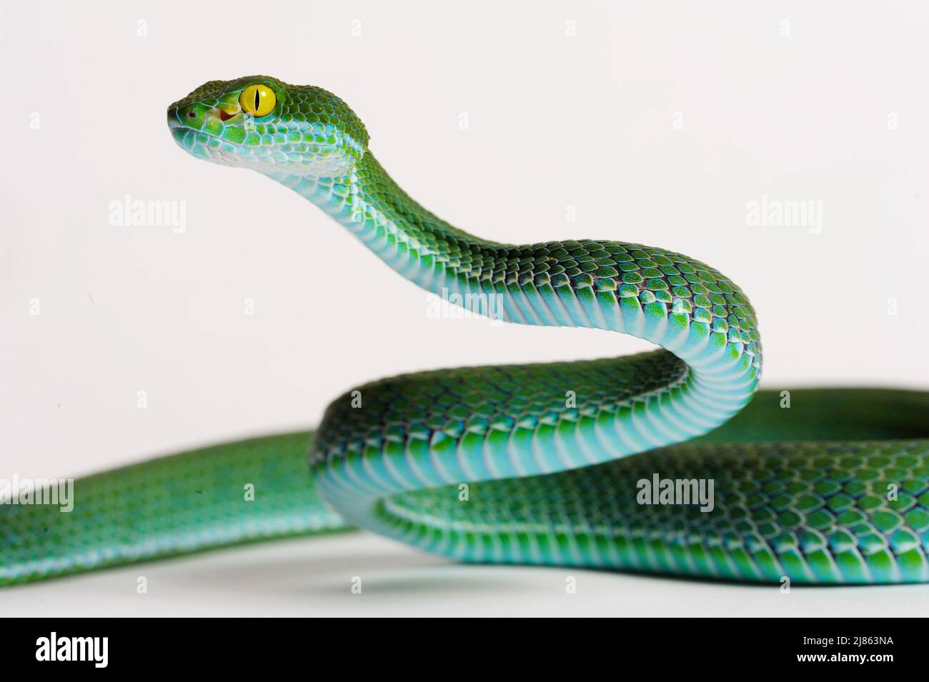 Kramer's pit Viper in studio ; From south-east Asia Stock Photo - Alamy