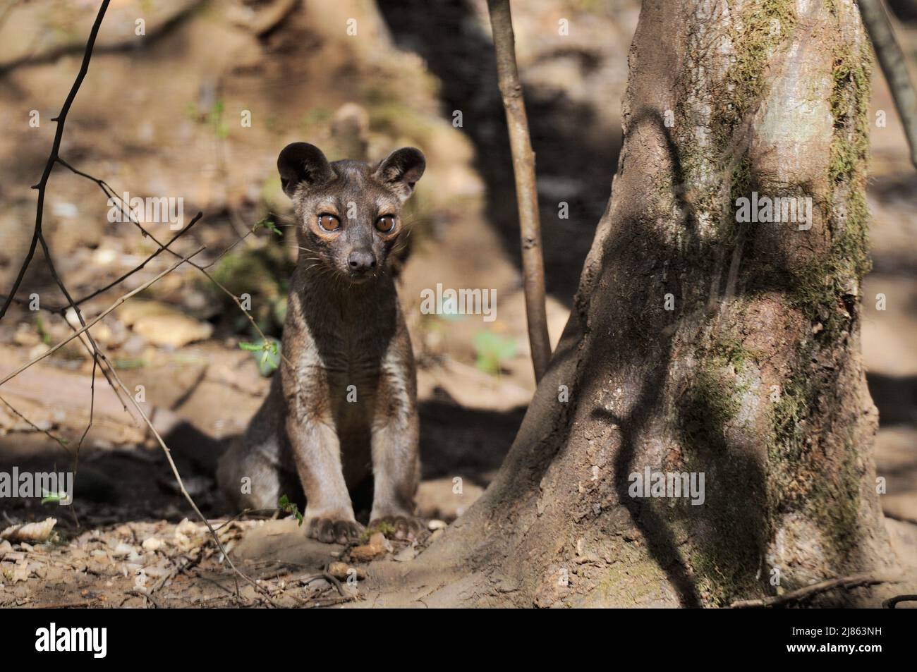 Young Fossa sitting ; Native from Madagascar Stock Photo - Alamy