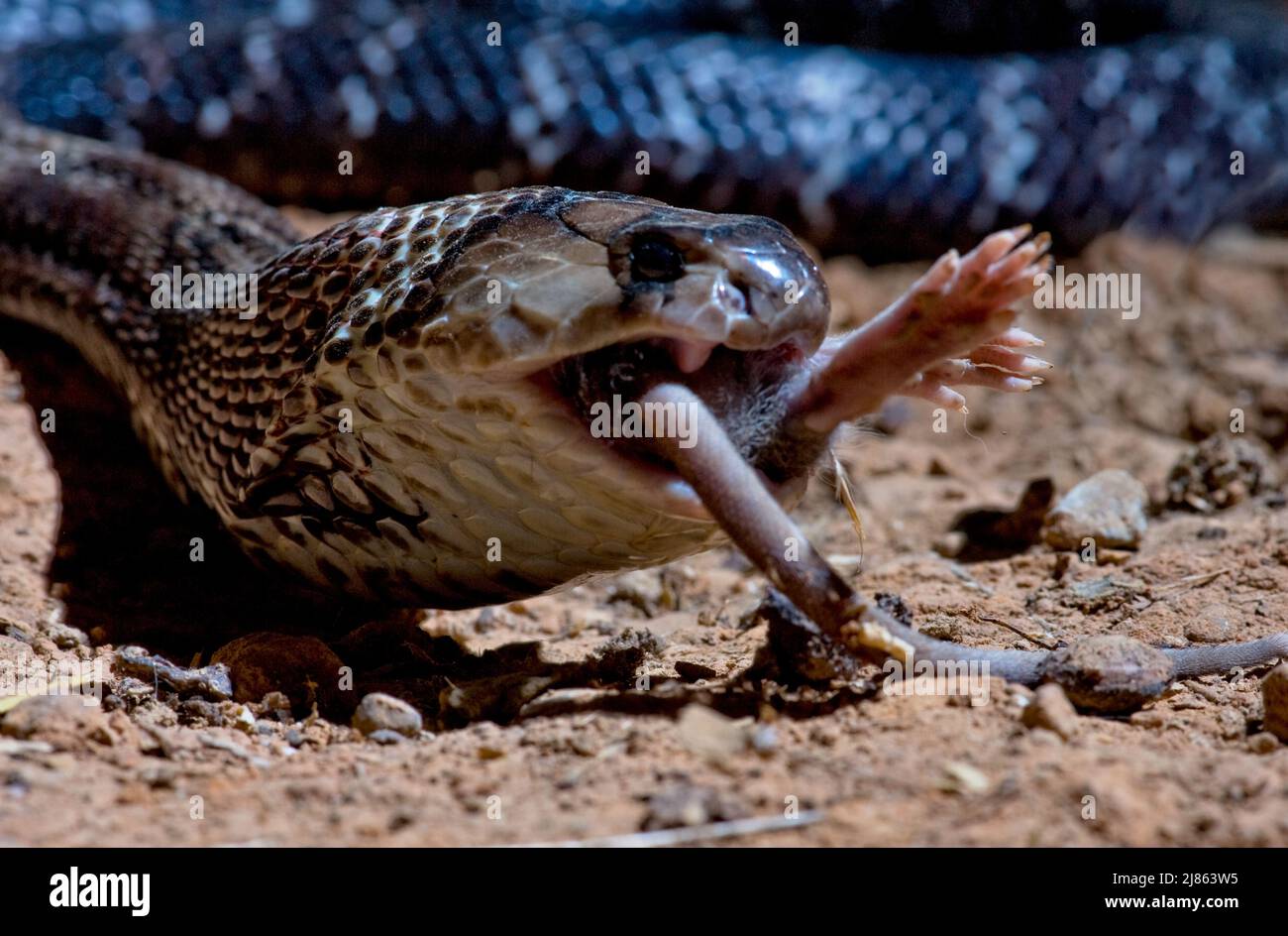 Portrait of an Indian Cobra swallowing a rodent Stock Photo - Alamy
