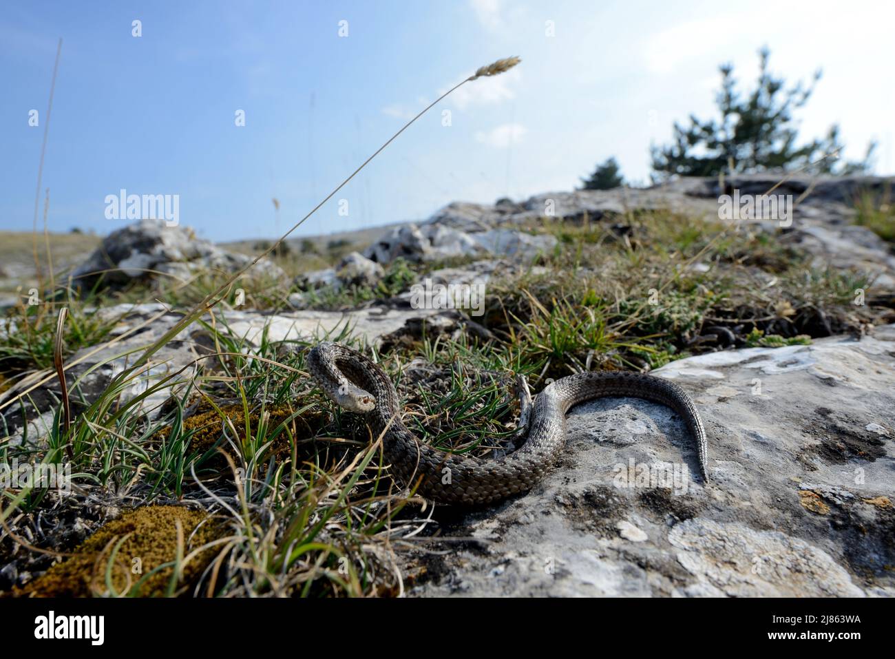 Meadow Viper moving on the rocks Southeast France Stock Photo - Alamy