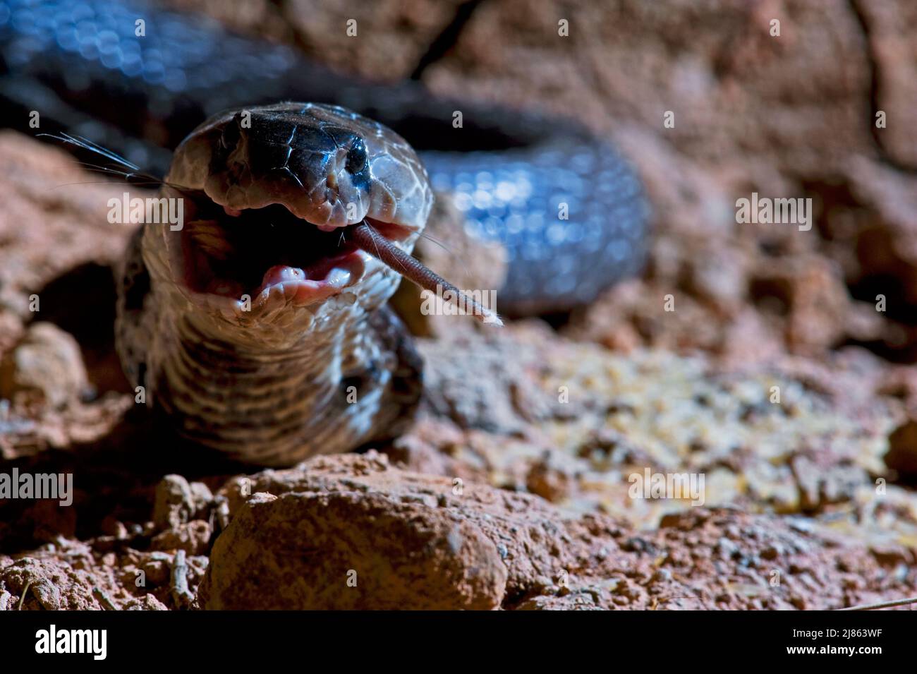 Indian cobra swallowing a rodent Stock Photo - Alamy