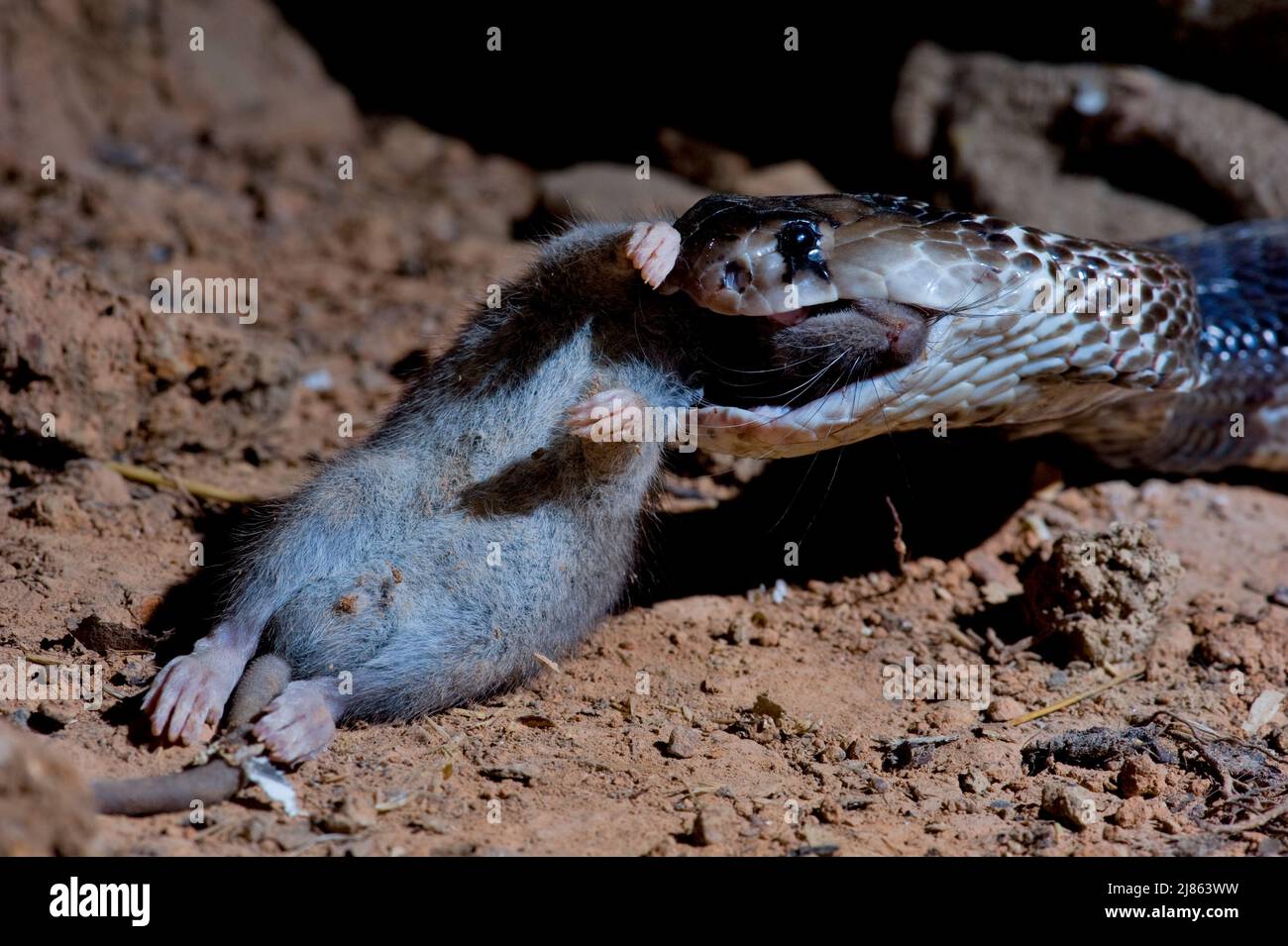 Indian cobra swallowing a rodent Stock Photo - Alamy