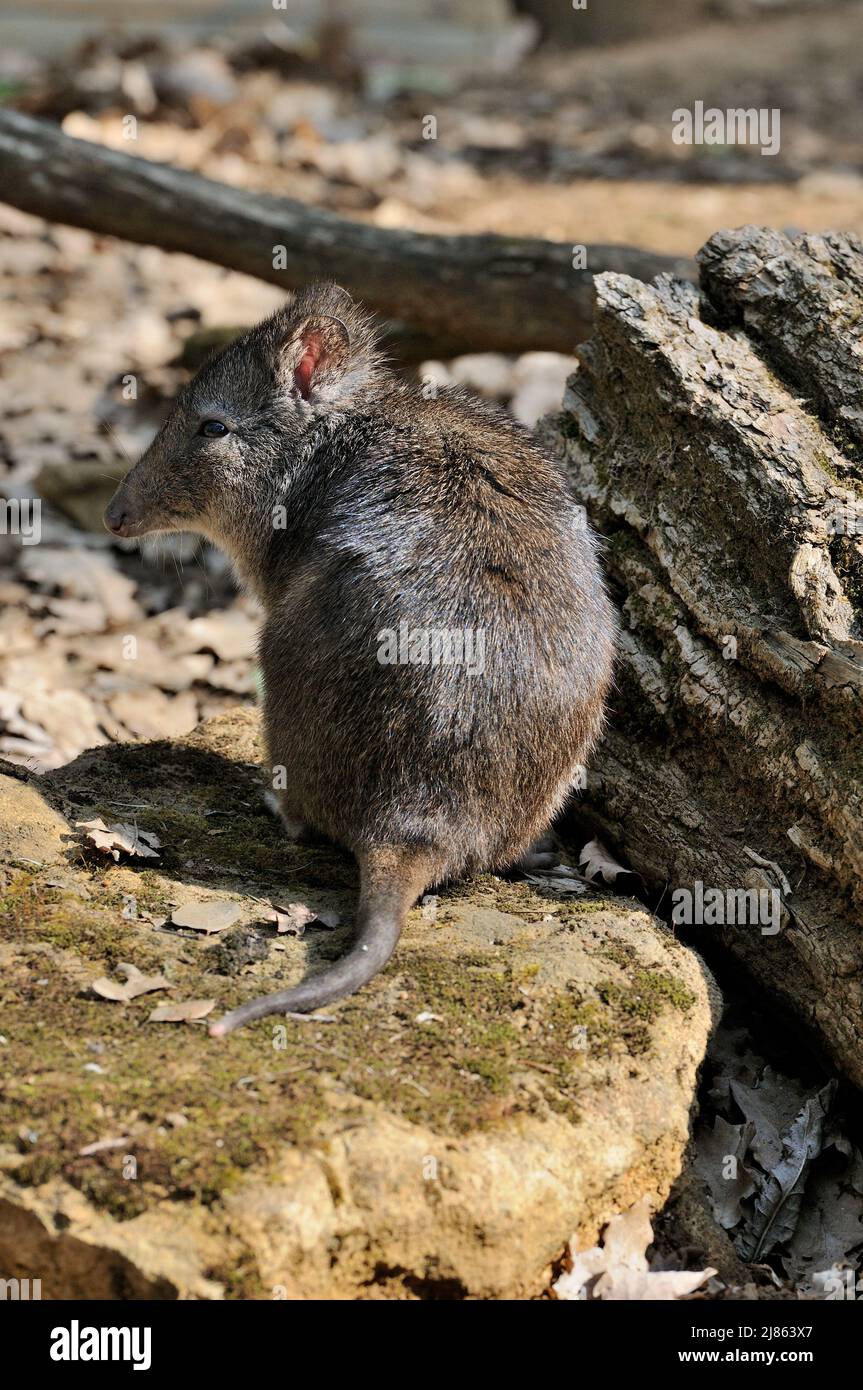 Long-nosed Potoroo ; Native to eastern Australia Stock Photo - Alamy