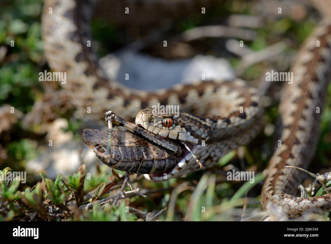 Vipera macrops hi-res stock photography and images - Alamy