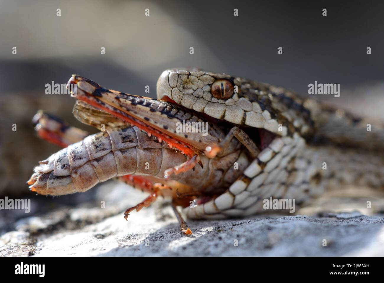 Meadow Viper eating an Italian locust Southeast France Stock Photo - Alamy