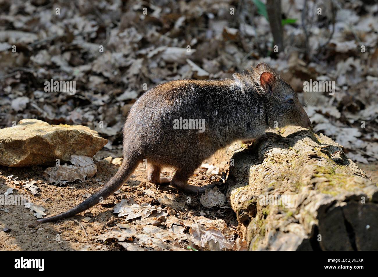 Long-nosed Potoroo moving ; Native to eastern Australia Stock Photo - Alamy