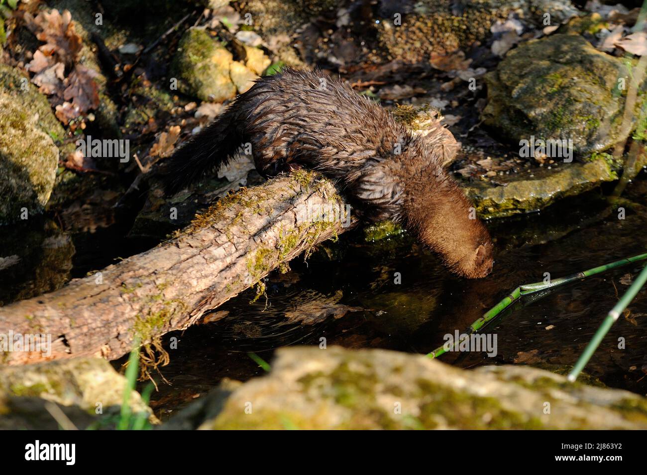 European Mink hunting in the southwest of France Stock Photo - Alamy