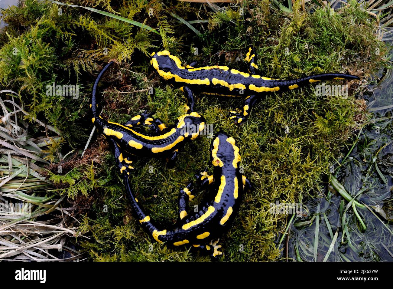 European fire salamanders hi-res stock photography and images - Alamy