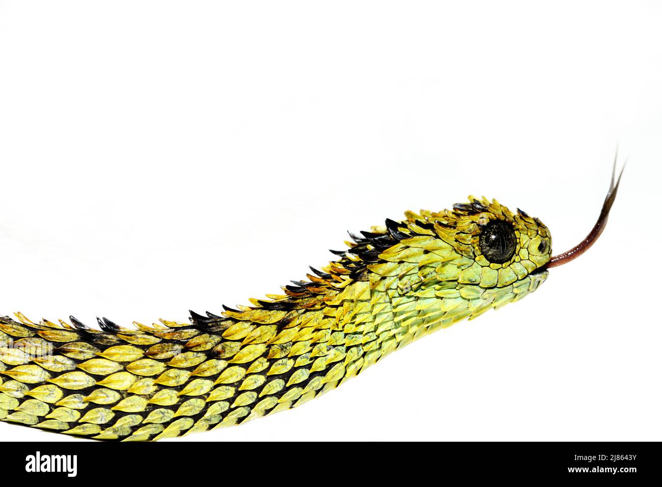 Portraits on stage Cut Out Stock Images & Pictures - Alamy