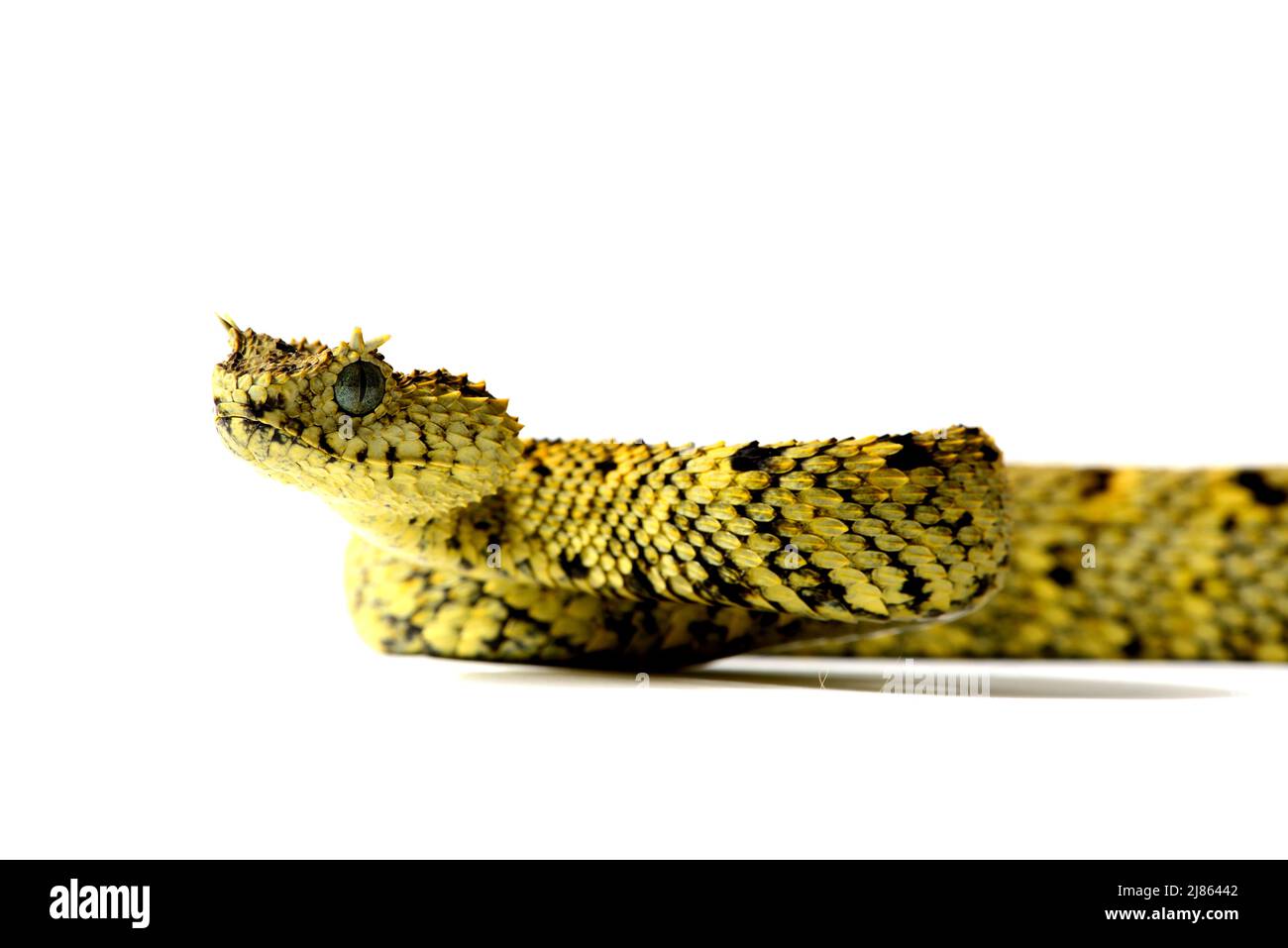 Usambara bush viper pn white background Tanzanie Stock Photo - Alamy