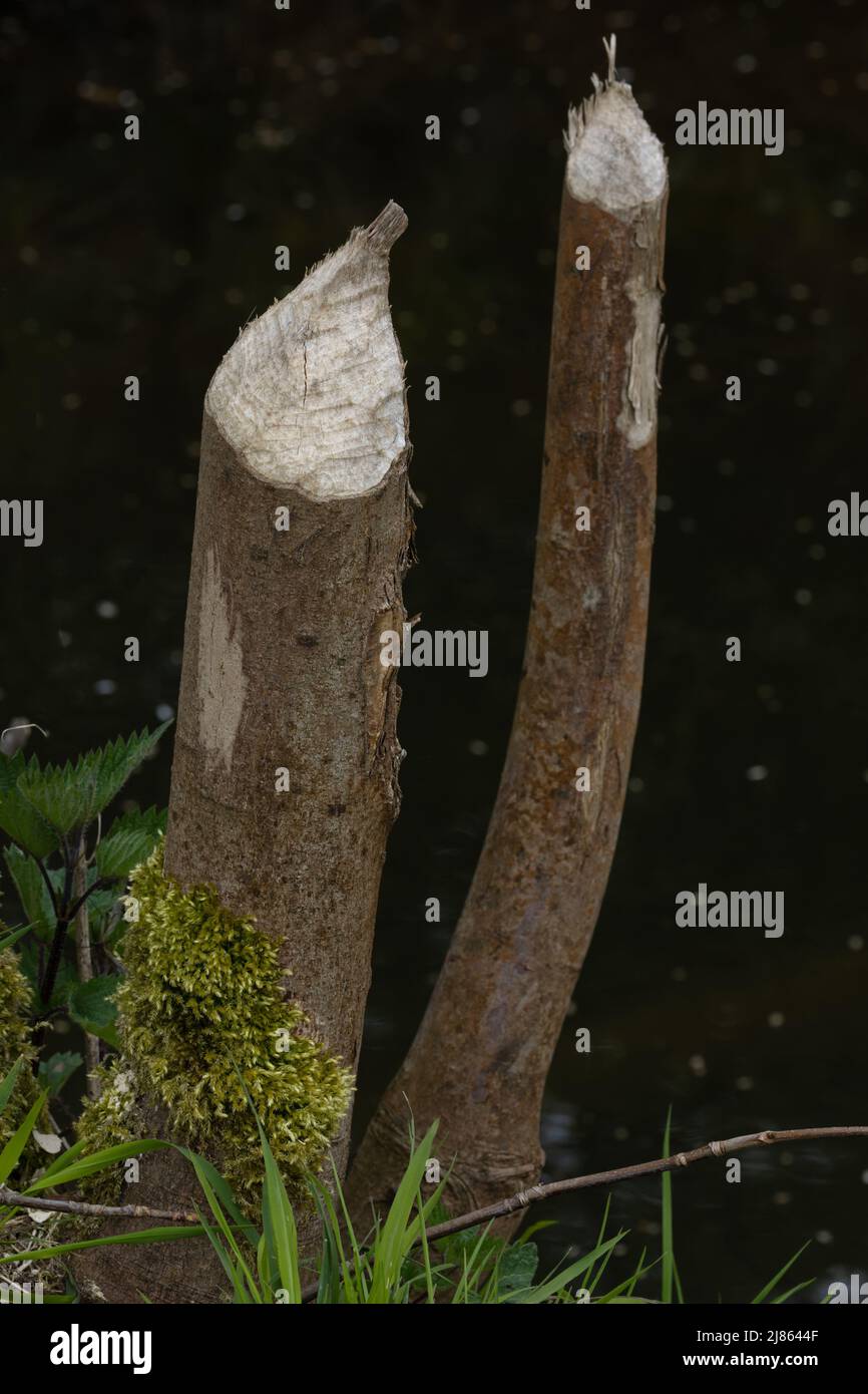 Beaver britain tree hi-res stock photography and images - Alamy