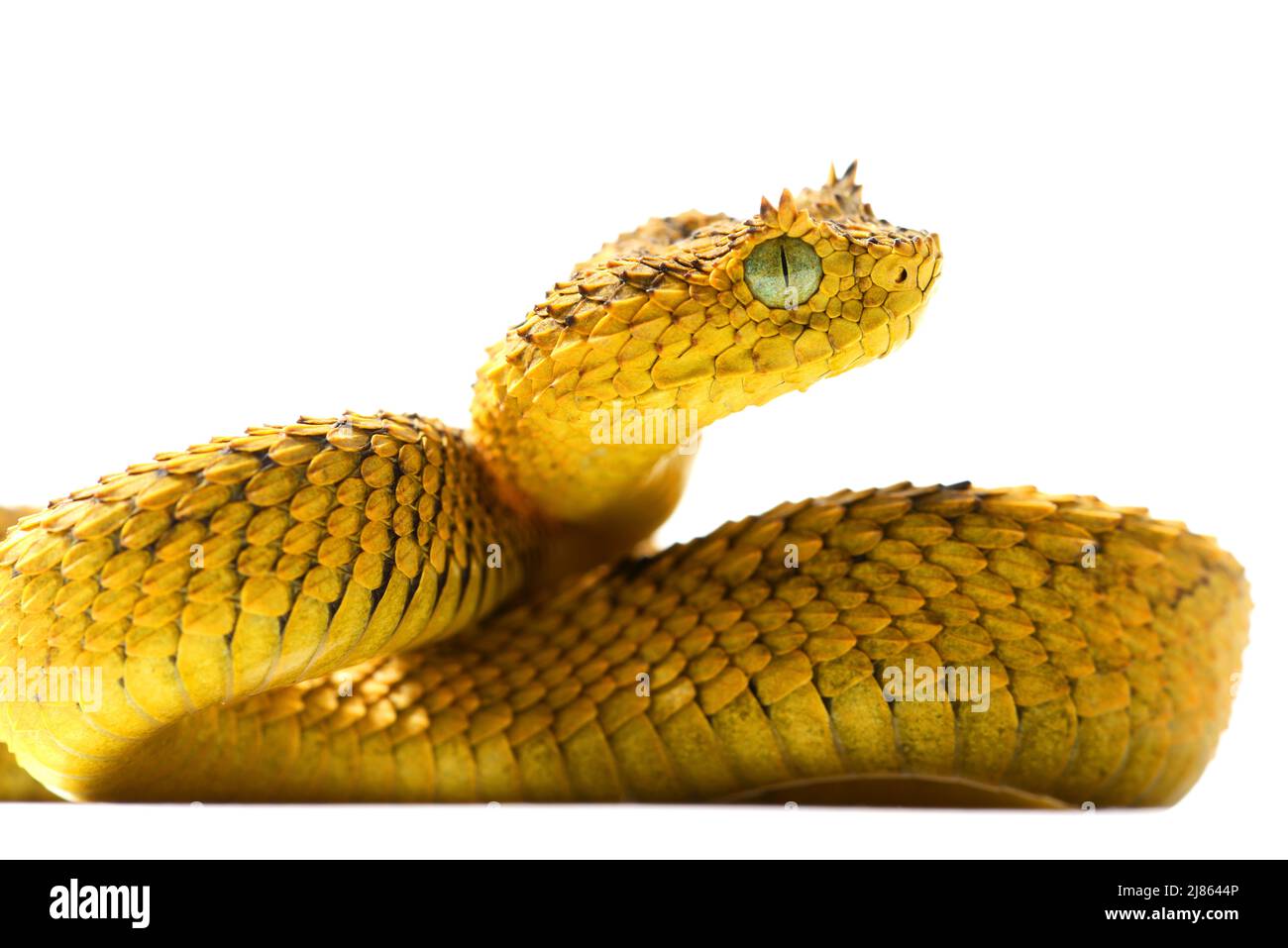 Usambara bush viper pn white background Tanzanie Stock Photo - Alamy