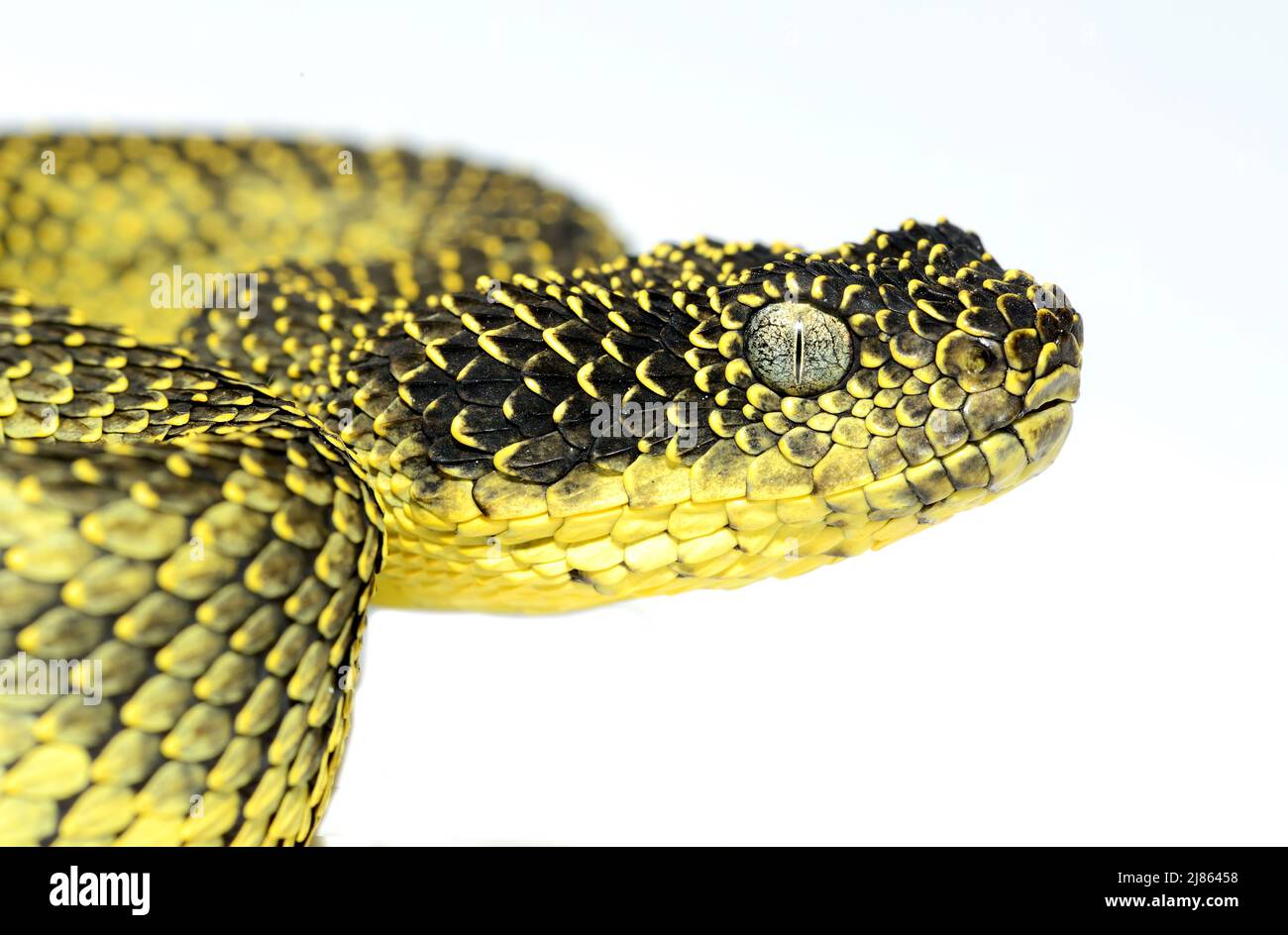 Atheris Desaixi
