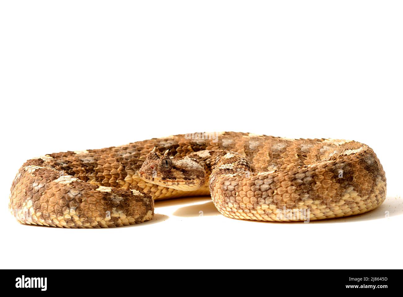 Horned Puff Adder on white bakground Stock Photo - Alamy