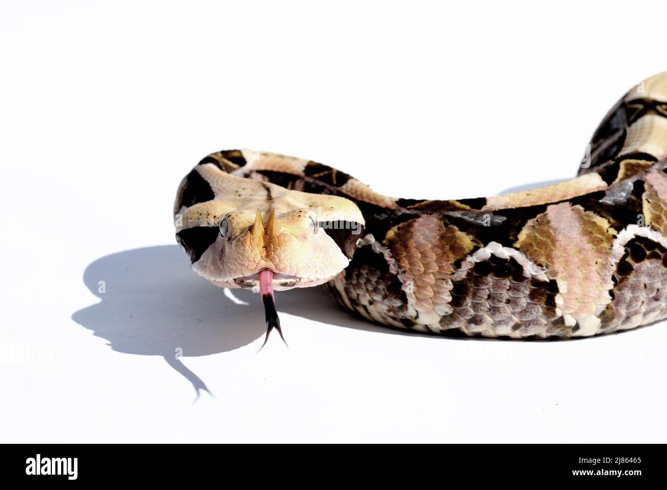 Gaboon Viper Snake Wallpaper