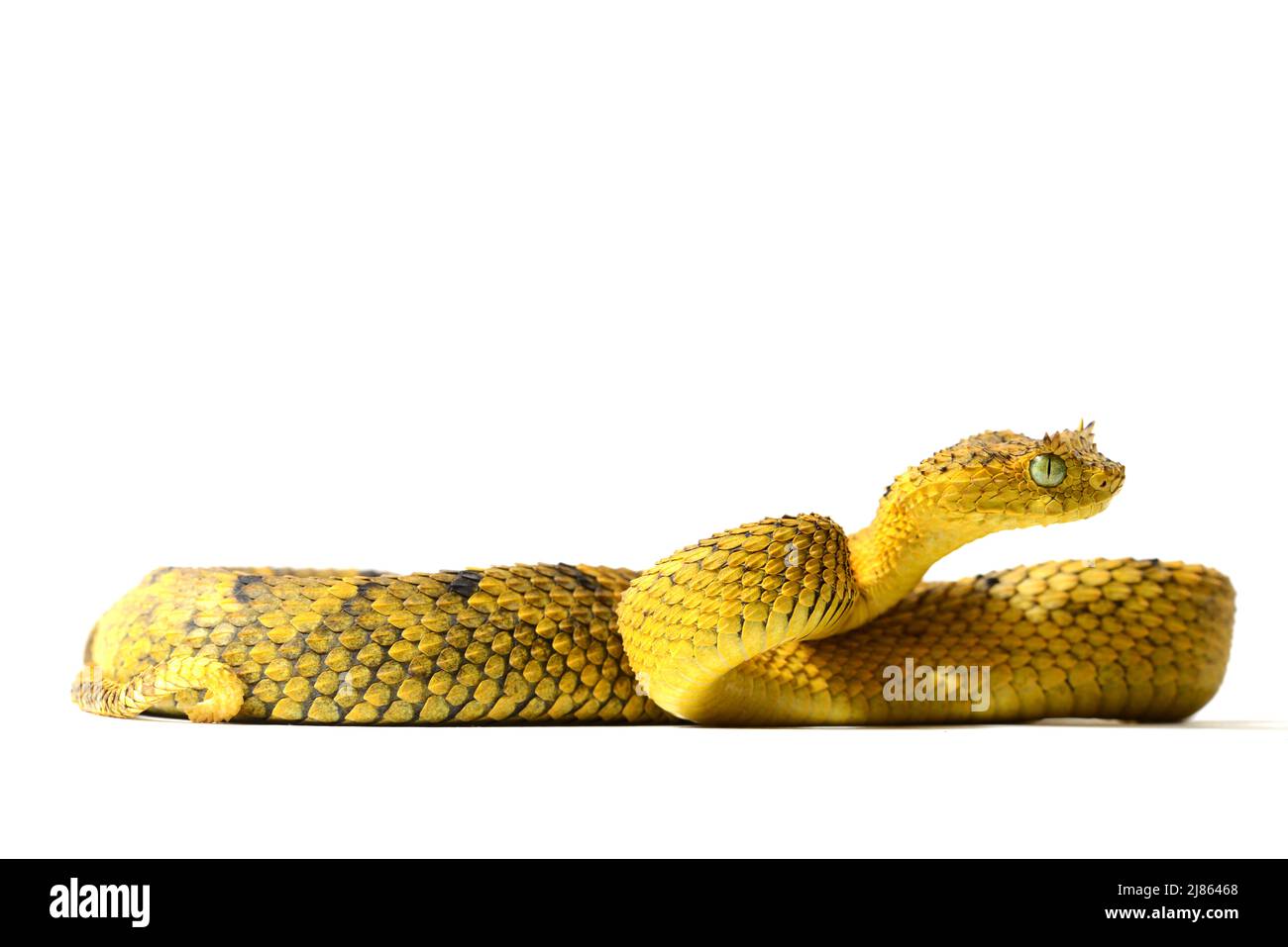 Usambara bush viper pn white background Tanzanie Stock Photo - Alamy
