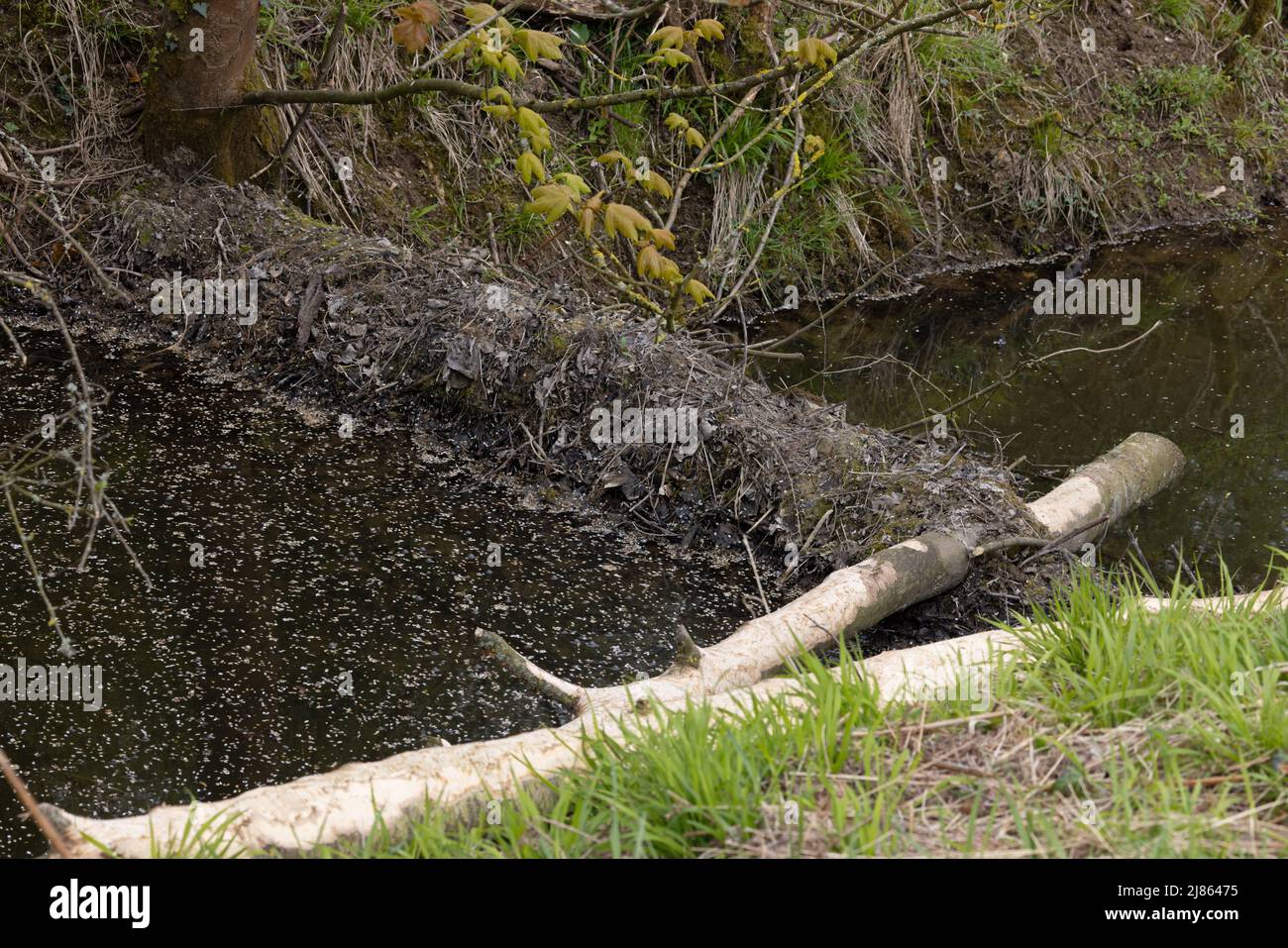 Beaver uk dam hi-res stock photography and images - Alamy