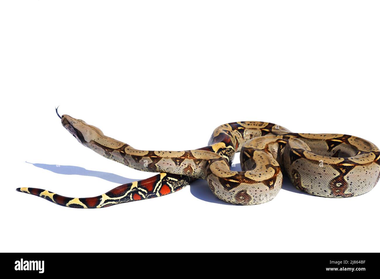 Red-tailed Boa constrictor on white background Stock Photo - Alamy