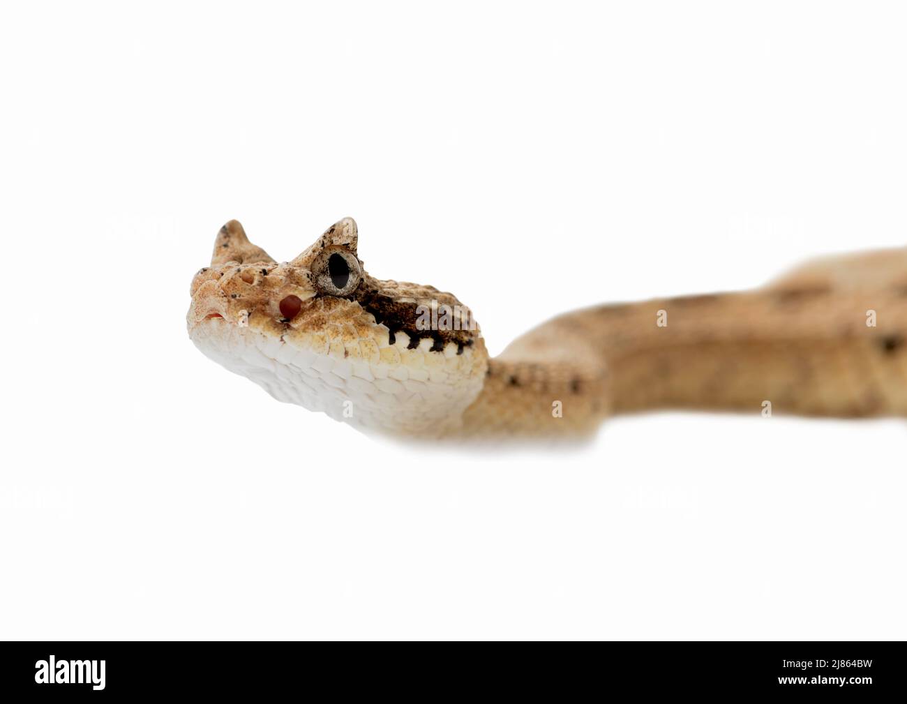 Portrait of Sidewinder on white background Stock Photo - Alamy