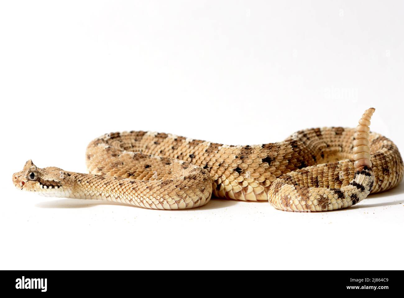 Sidewinder on white background Stock Photo - Alamy
