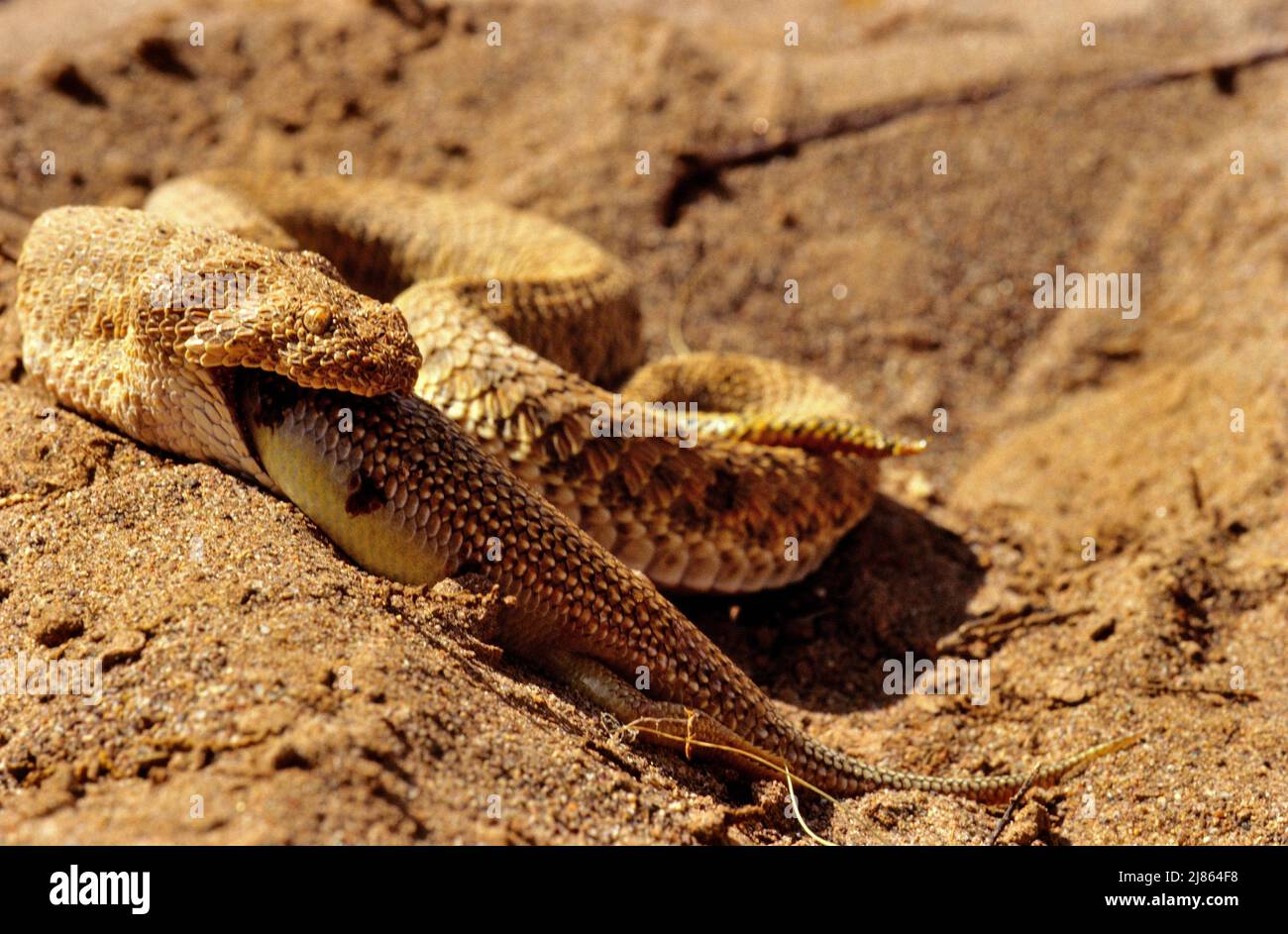 Sand Viper eating a Sand fish Erg Chigaga Morocco Stock Photo - Alamy