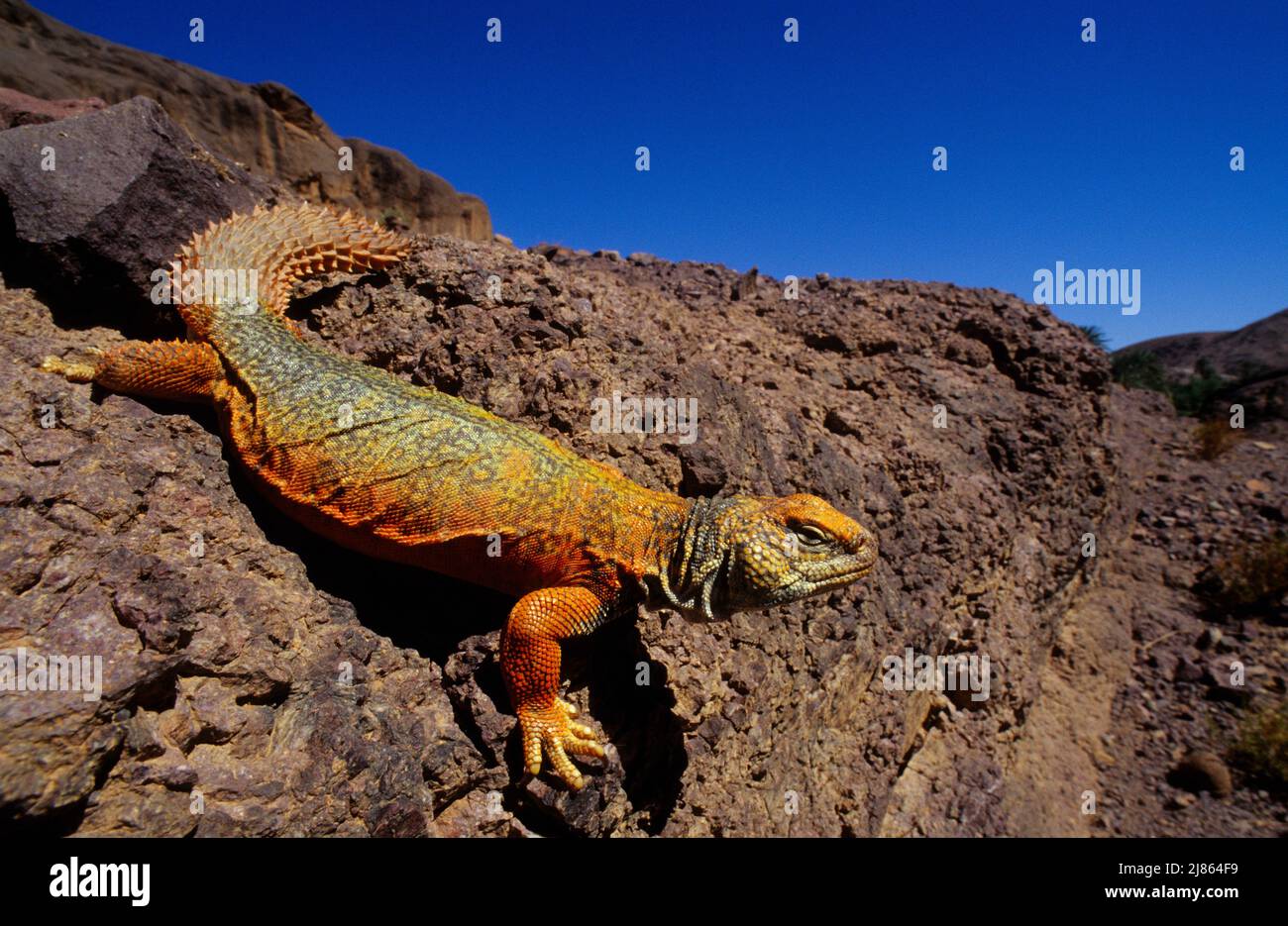 Morrocan Spiny-tailed Lizard Near Ouarzazate Morroco Stock Photo - Alamy