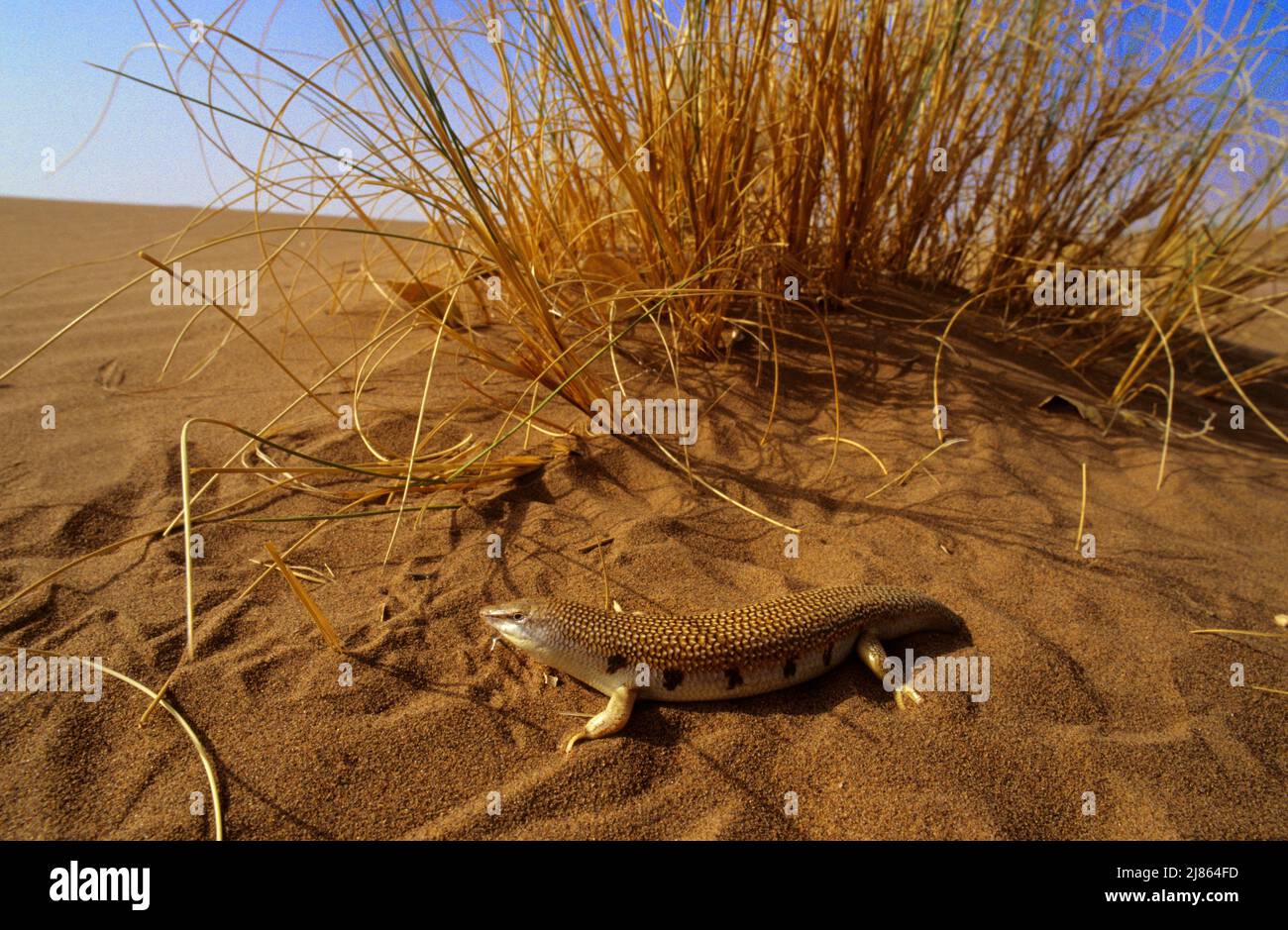 Scincus scincus sandfish hi-res stock photography and images - Alamy