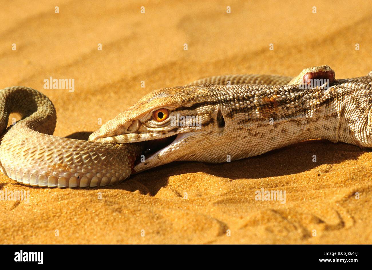 Desert Monitor eating a Sand Viper Mauritania Stock Photo - Alamy