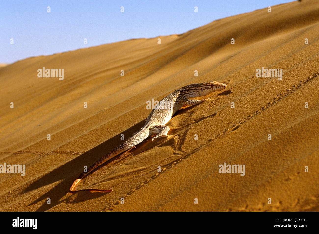 Desert monitor walking on a dune Mauritania Chinguetti Stock Photo - Alamy