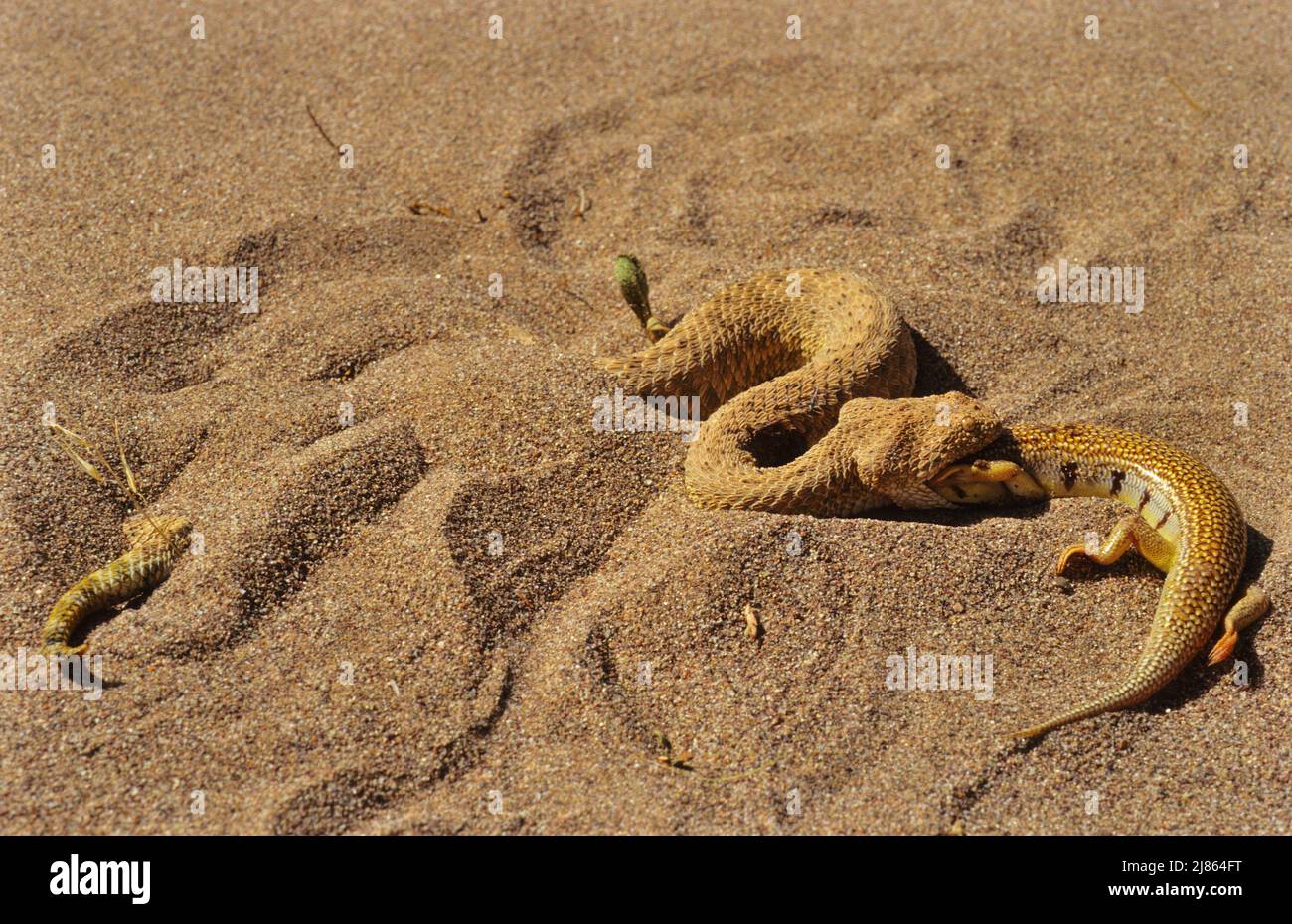 Sand Viper eating a Sand fish Erg Chigaga Morocco Stock Photo - Alamy