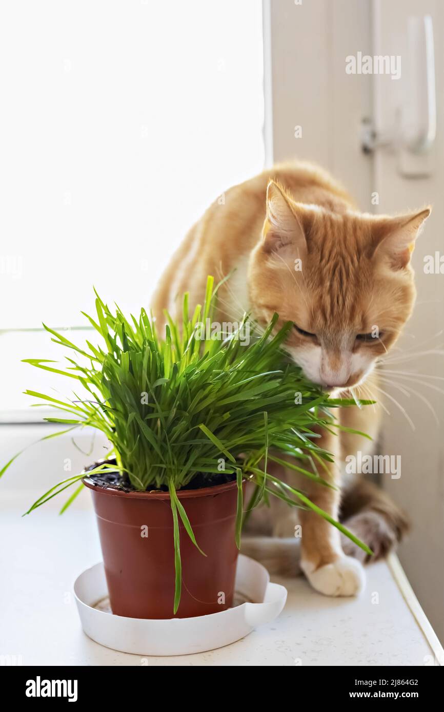 A red cat eats green grass green juicy grass for cats, sprouted oats ...