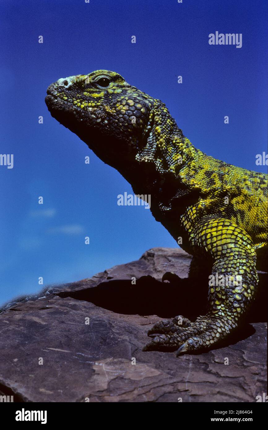 Morrocan Spiny-tailed Lizard Near Ouarzazate Morroco Stock Photo - Alamy