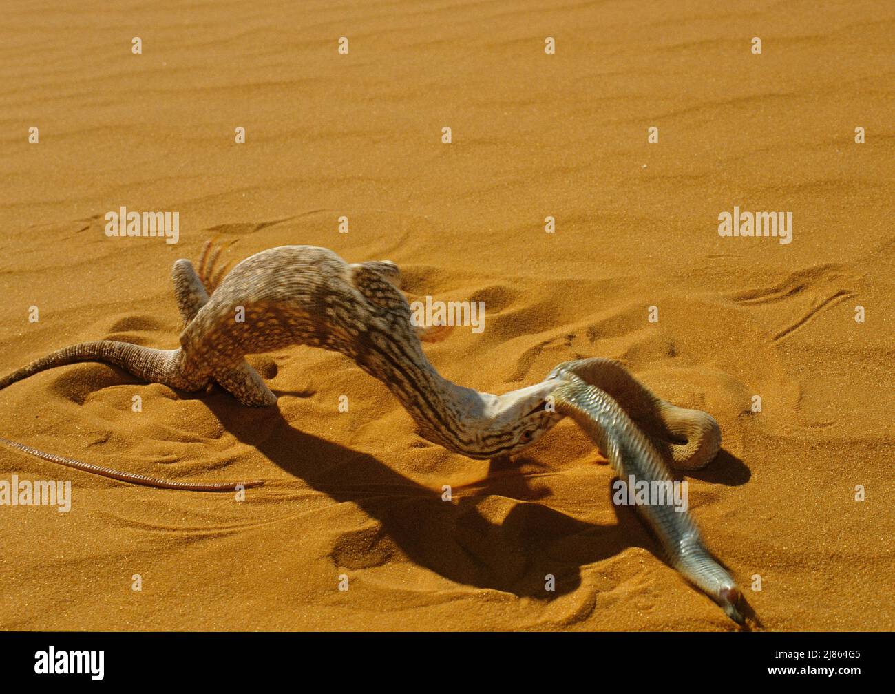 Desert Monitor eating a Sand Viper Mauritania Stock Photo - Alamy