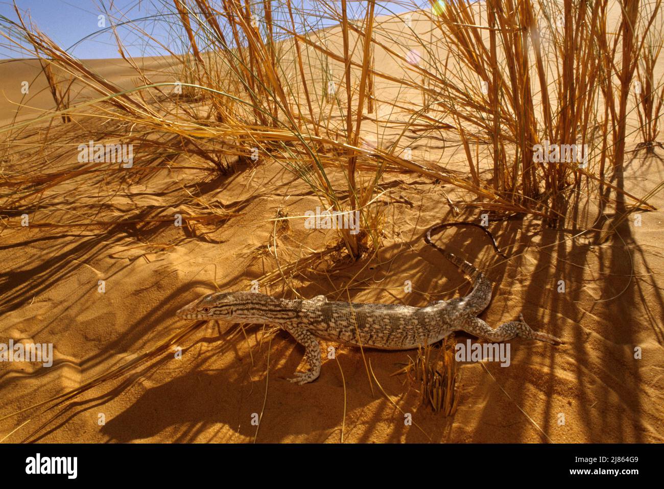 Desert monitor in the shade on a dune Mauritania Chinguetti Stock Photo ...