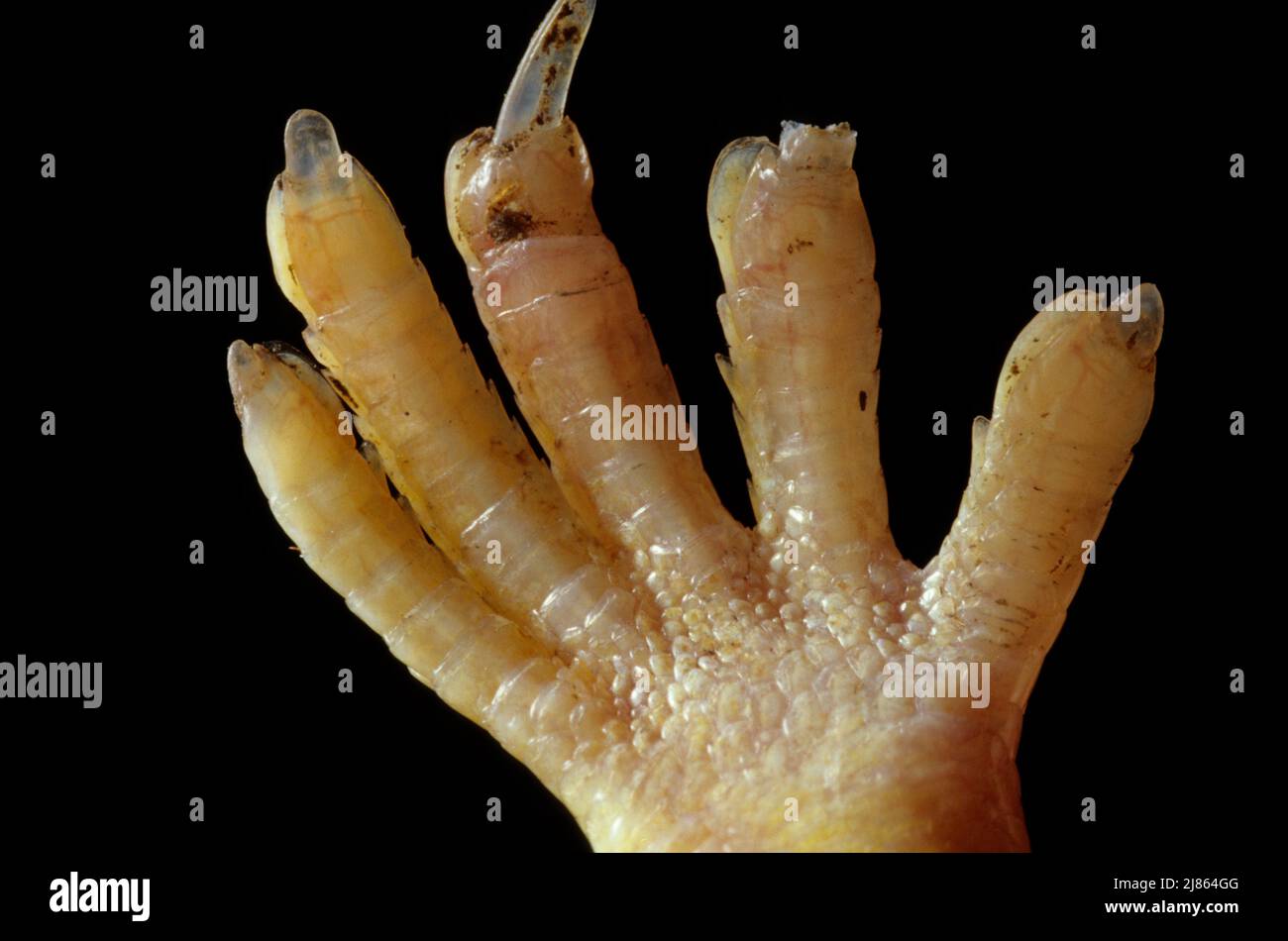 Sandfish hi-res stock photography and images - Alamy