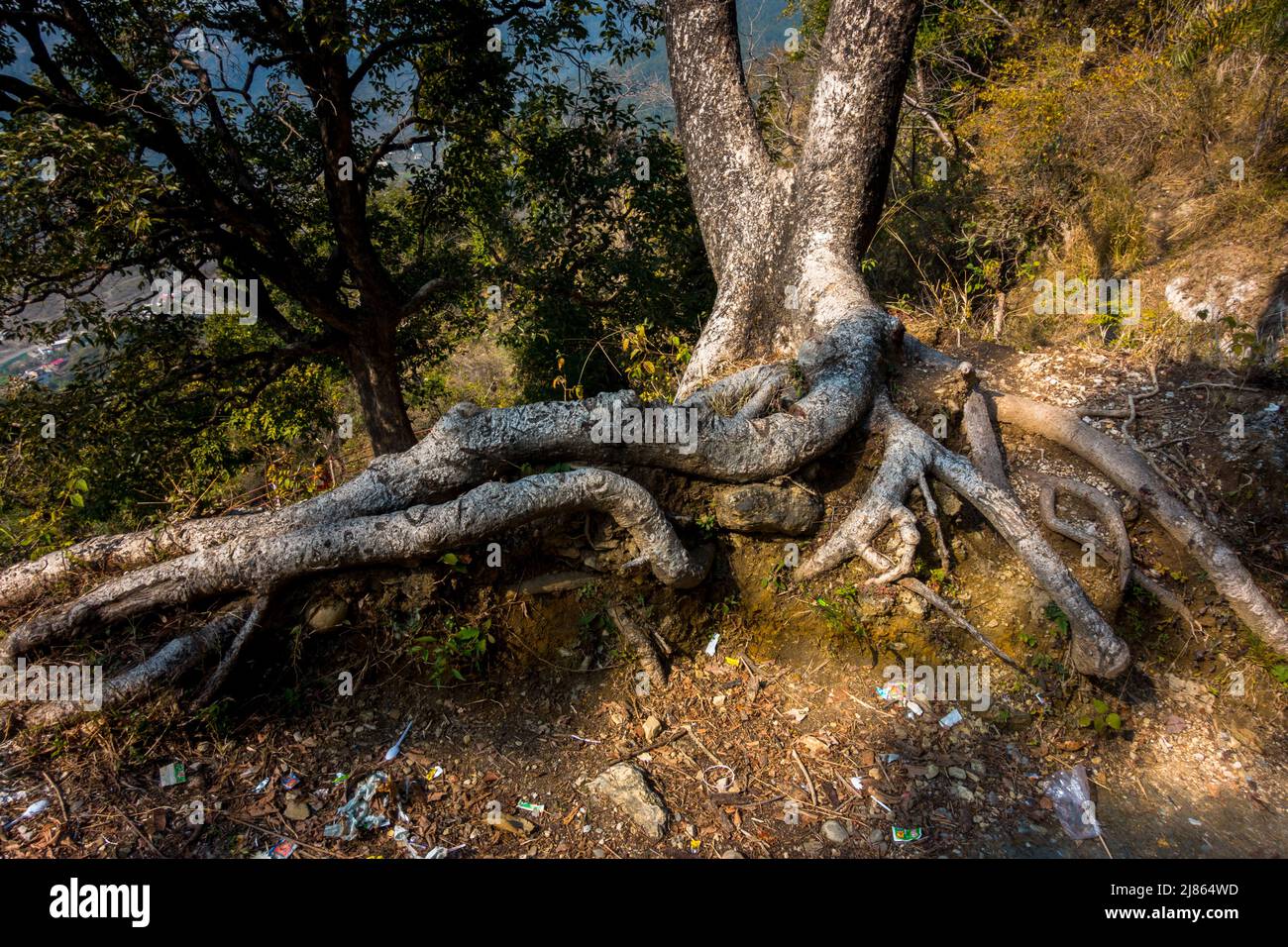 Himalayan birch tree hi-res stock photography and images - Alamy