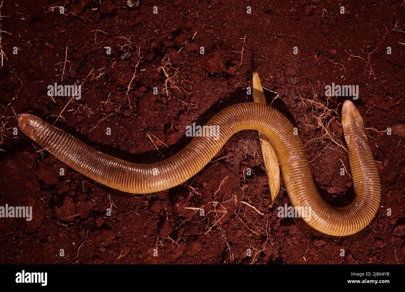 Red Worm Lizard French Guiana Stock Photo - Alamy