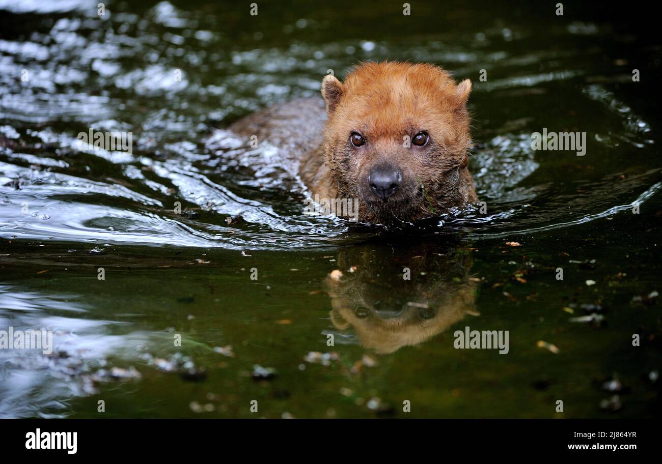Bush Dog walking in water Stock Photo - Alamy