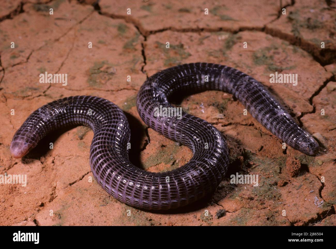 Amphisbaenia hi-res stock photography and images - Alamy