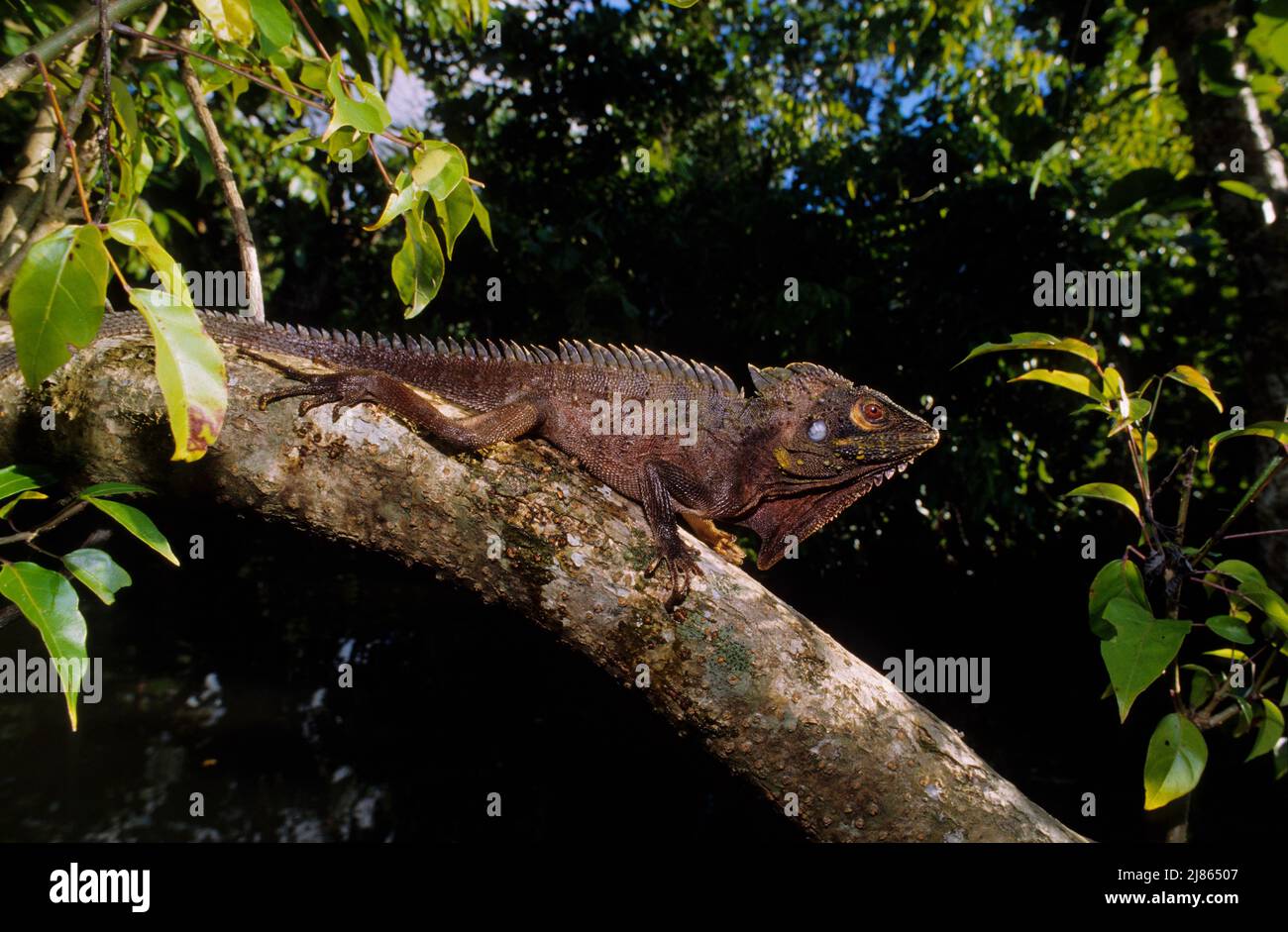 Indonesian Forest Dragon Ferguson island Papua New Guinea Stock Photo ...