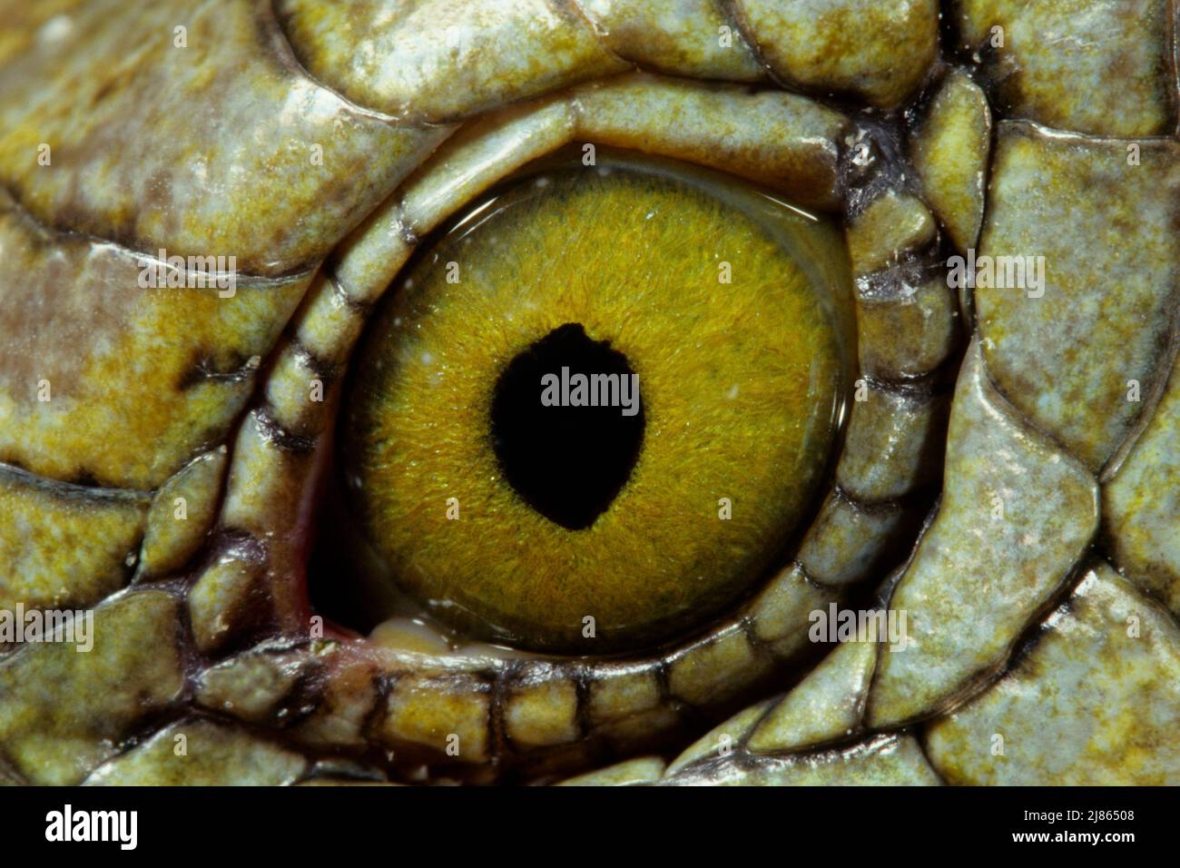 Eye of Solomon islands skink Stock Photo - Alamy