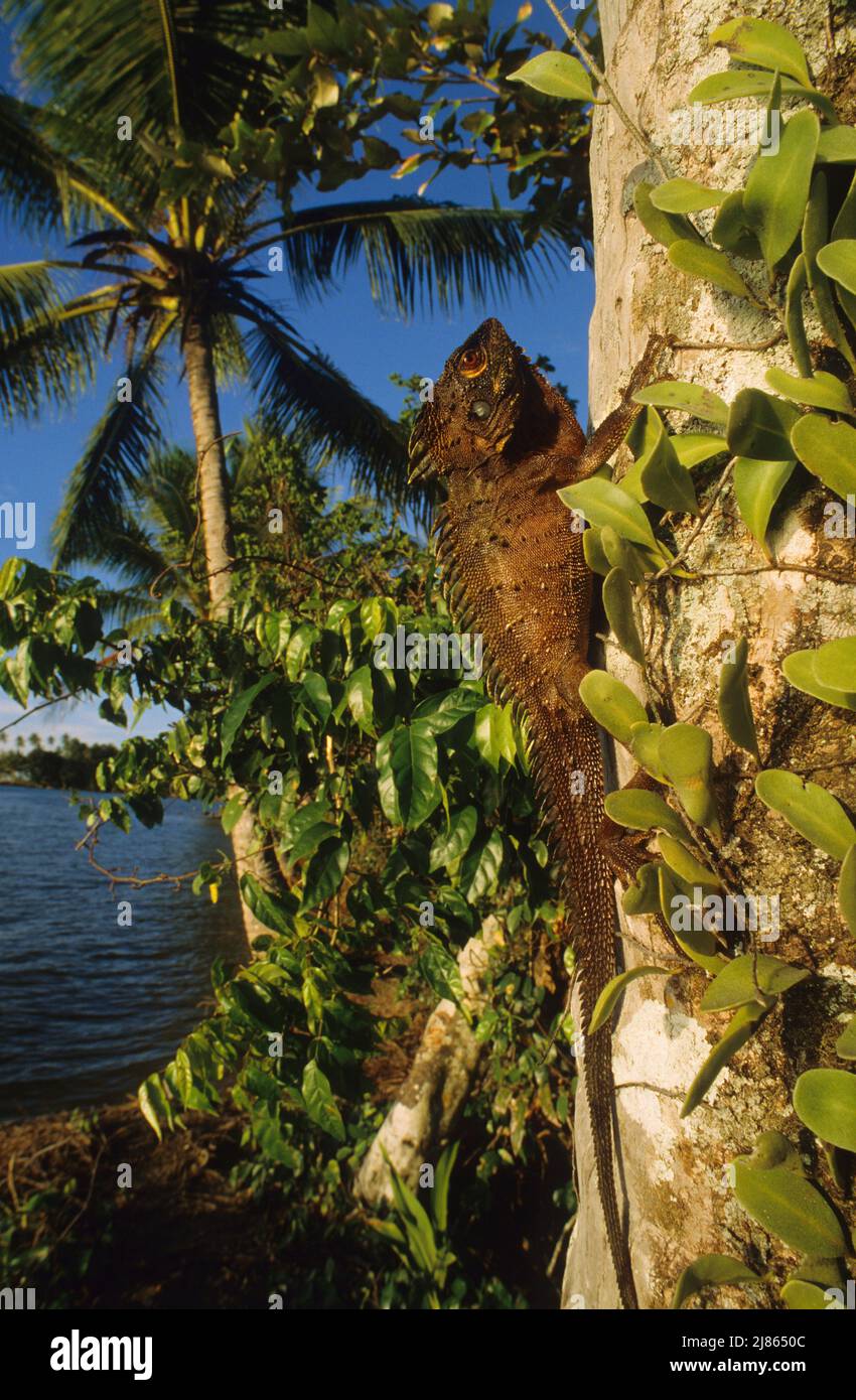 Indonesian Forest Dragon Ferguson island Papua New Guinea Stock Photo ...