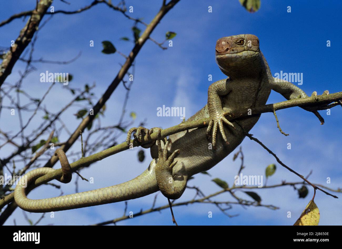 Portrait of Solomon islands skink on branch Stock Photo - Alamy