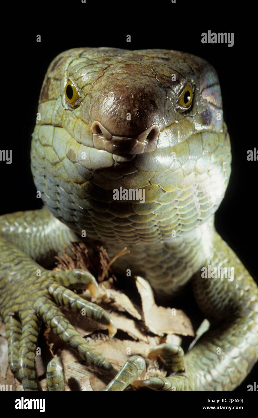 Portrait of Solomon islands skink Stock Photo - Alamy
