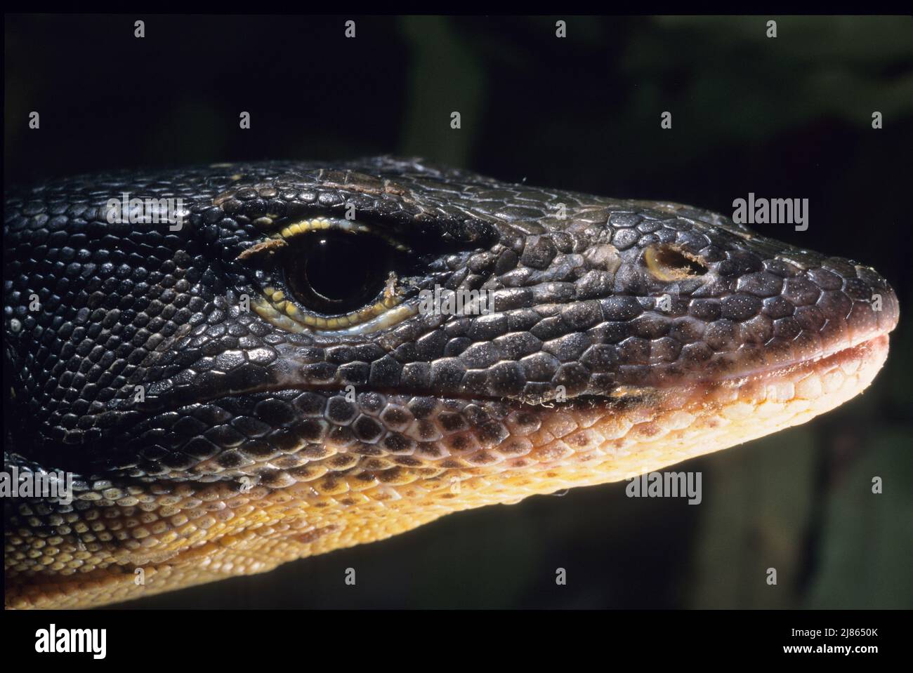 Mangrove monitor Ferguson island Papua-New-Guinea Stock Photo - Alamy