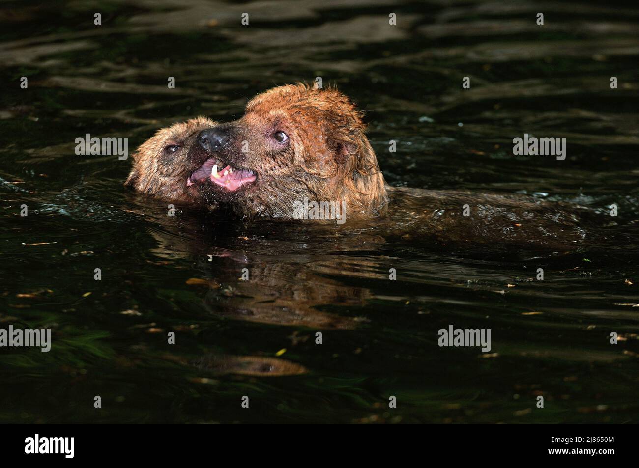 Bush Dog walking in water Stock Photo - Alamy