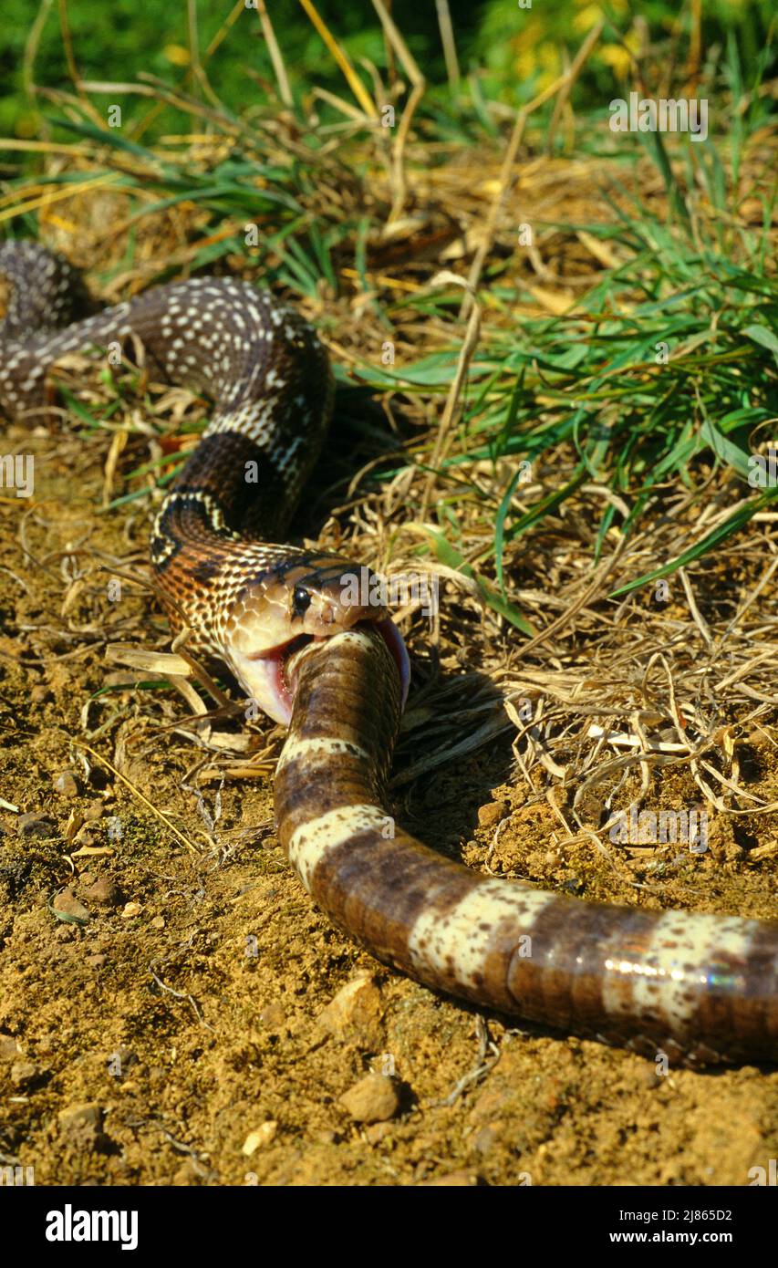 Indian Cobra eating another Indian Cobra Tamil Nadu India Stock Photo ...