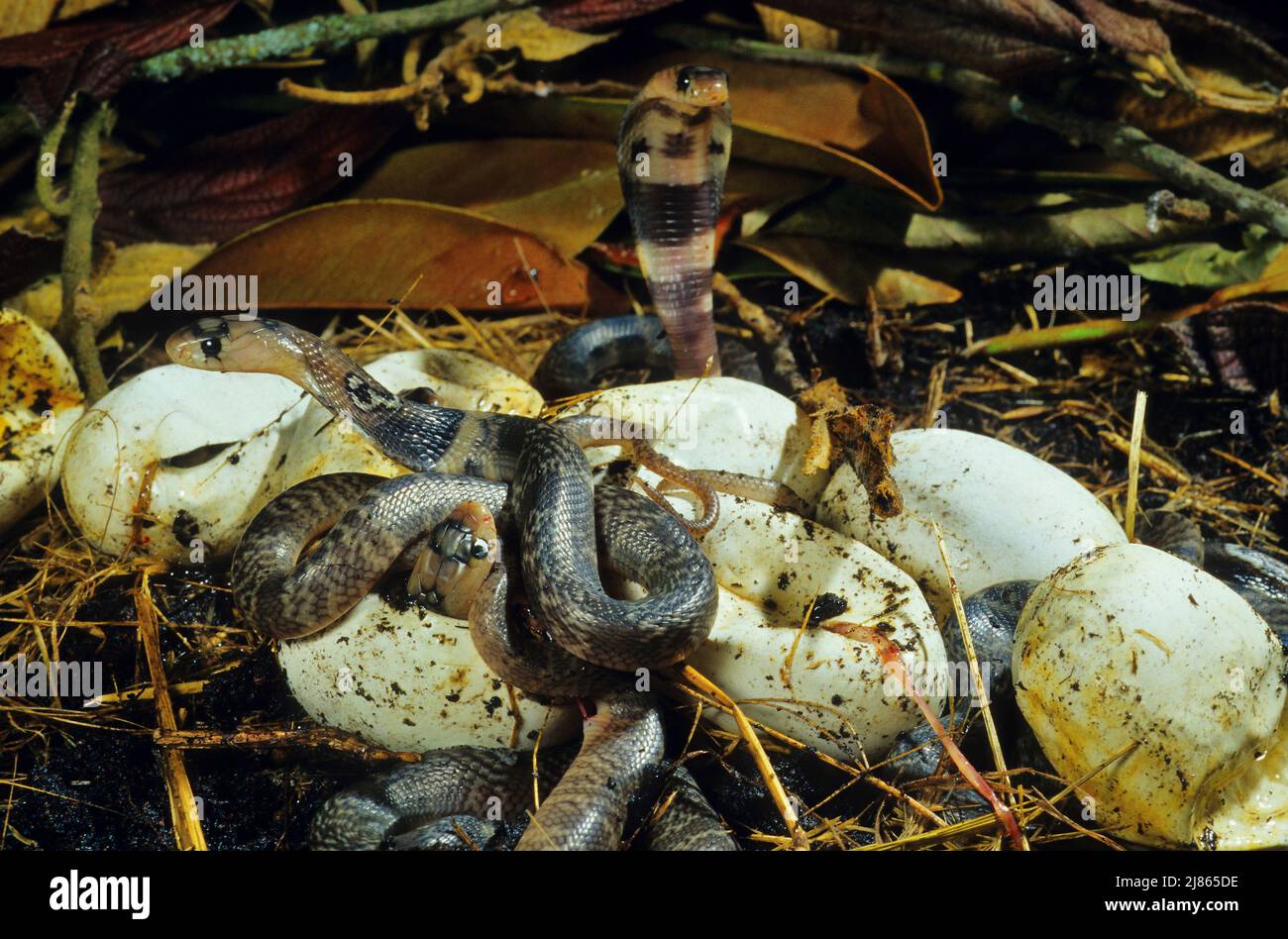 Indian cobra egg hi-res stock photography and images - Alamy