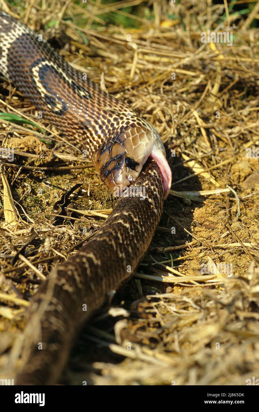 Indian Cobra eating another Indian Cobra Tamil Nadu India Stock Photo ...