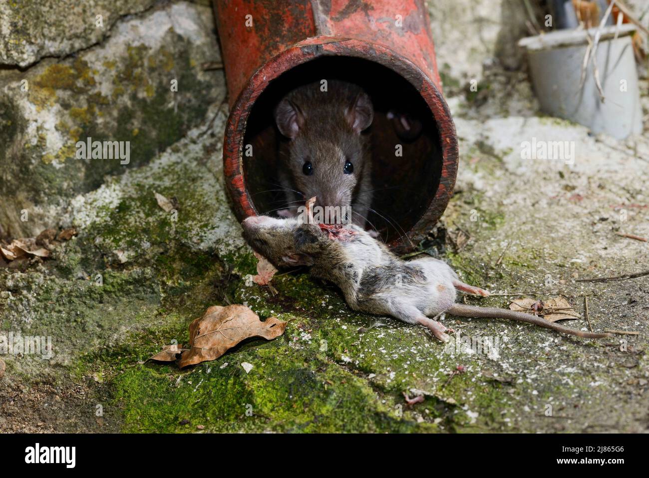 Mus musculus pipe hi-res stock photography and images - Alamy